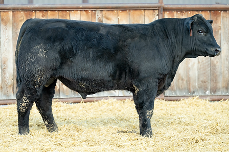 Ranch Activity | Backward J Ranch Chadron, NE | Bulls For Sale